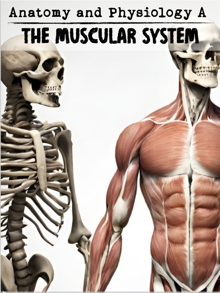 The Muscular System | PDF