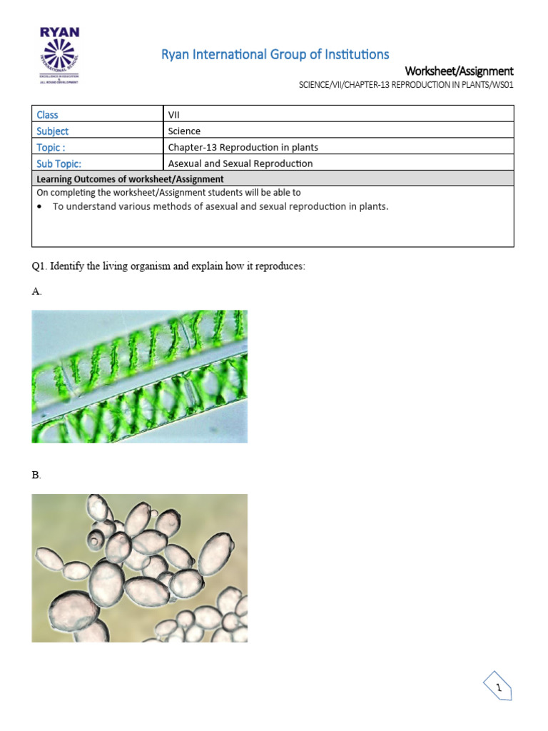 RIS Class 7 WS L-13.pdf - Ic33461 | PDF