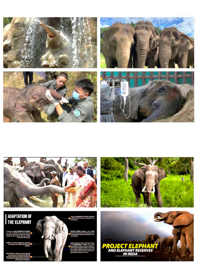 PROJECT ELEPHANT | PDF