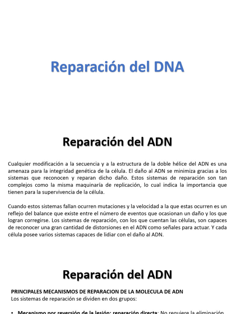 Reparación Del ADN | PDF