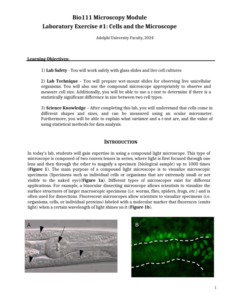 Bio111 Microscopy Exercise #1-Cells and The Microscope-2024 | PDF