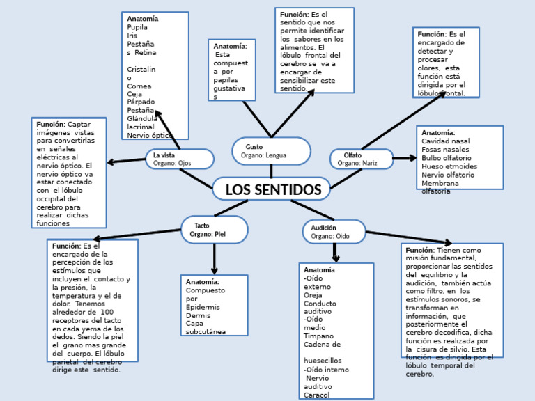 Mapa conceptual de los sentidos humanos | PDF | Sentidos | Oído