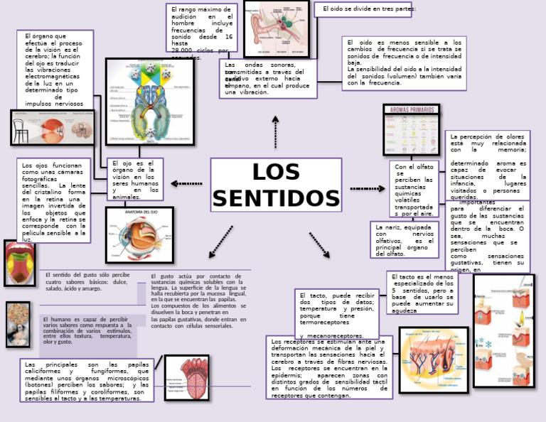 Mapa Conceptual de Los Sentidos 3 | PDF | Gusto | Sistema nervioso