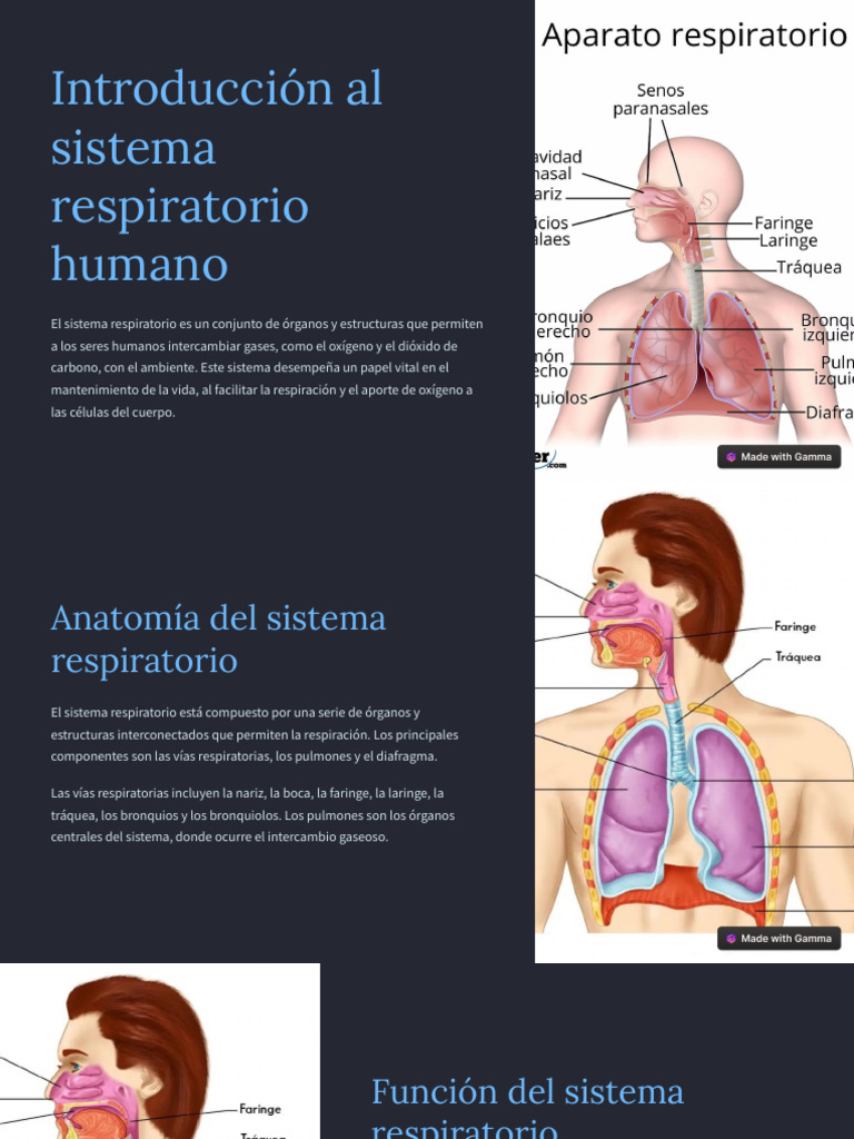 Introduccion Al Sistema Respiratorio Humano | PDF