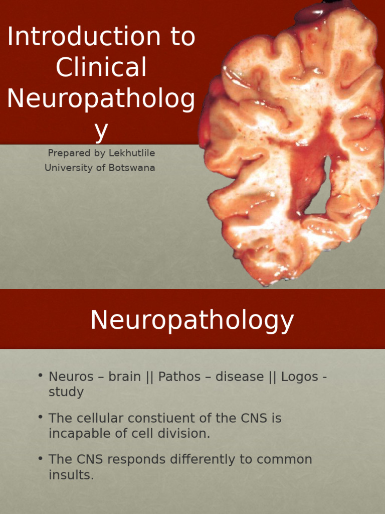 Strokes Neuropathology | PDF