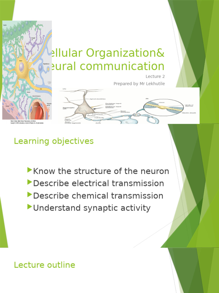 Neural Communication | PDF