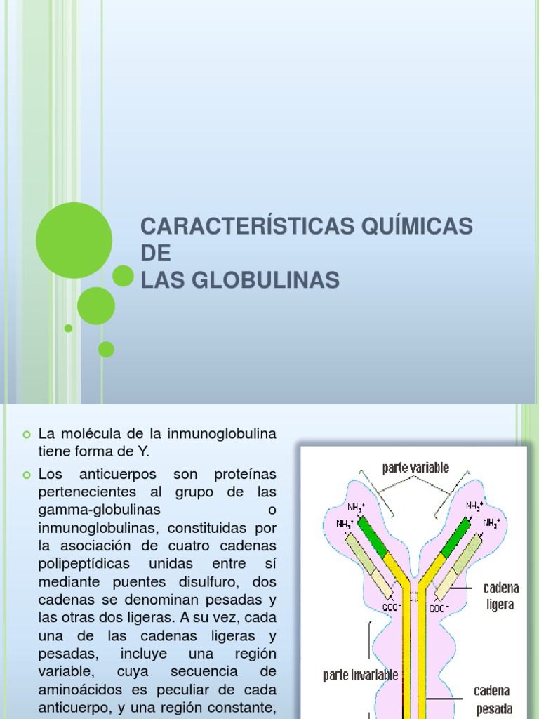 CARACTERÍSTICAS QUÍMICAS DE LAS GLOBULINAS
