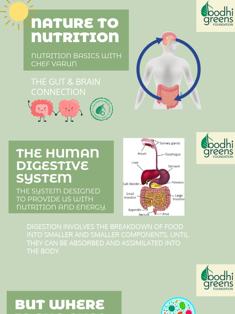 Nutrition Basics With Chef Varun Gut-Brain Connection | PDF