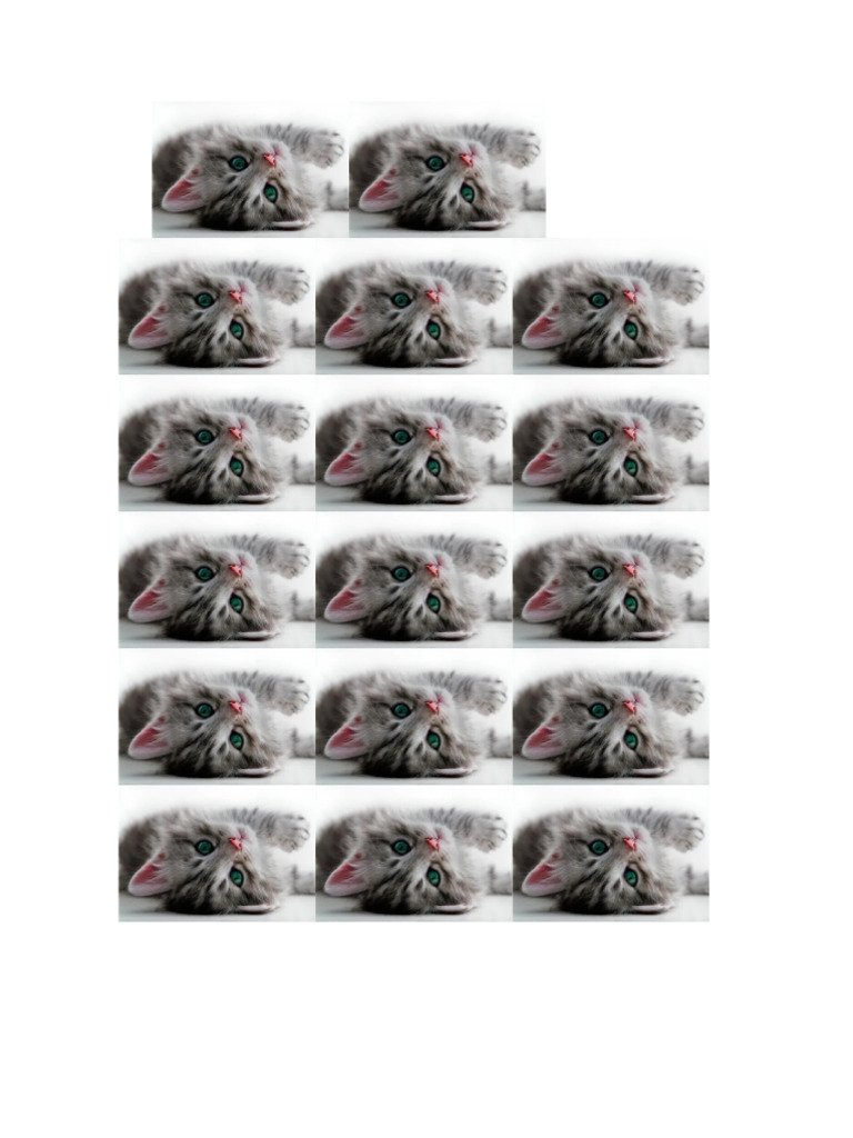 Gatos Ss | PDF