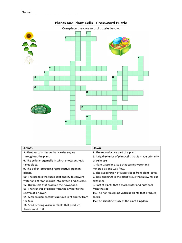 Plants and Plant Cells - Crossword Puzzle: Name | PDF | Plants | Flowers