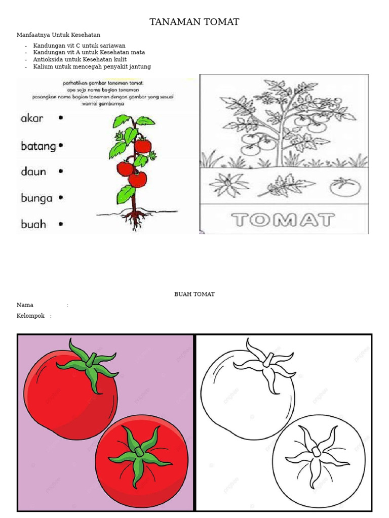 Bahan Ajar TANAMAN TOMAT | PDF