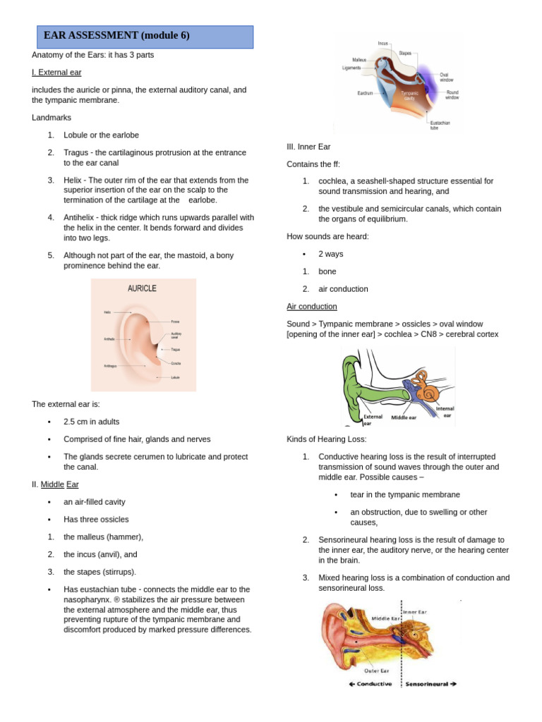 Anatomy of The Ears | PDF
