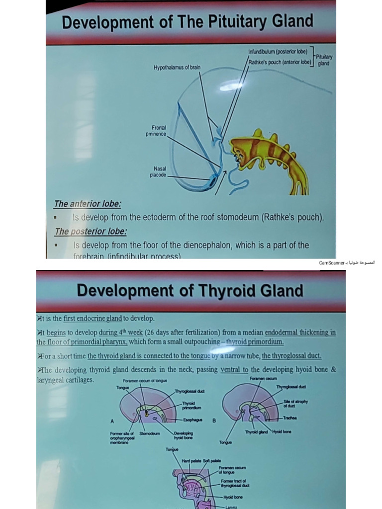 Embryology of Pituitary and Thyroid Glands | PDF