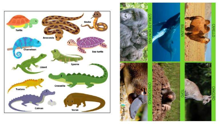 Reptiles y mamíferos 02 | PDF