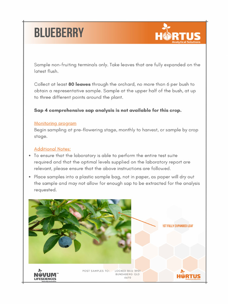 Blueberry-1- SAP Analysis | PDF