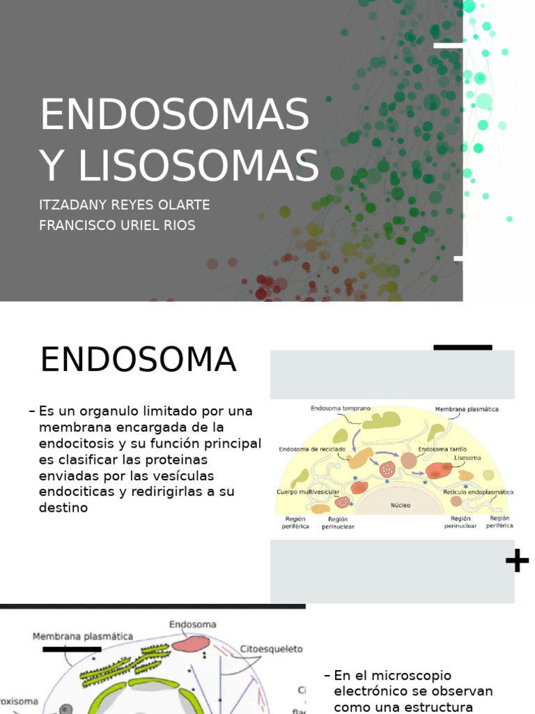 Histologia 1. Endosoma y Lisosoma | PDF | Lisosoma | Citoplasma