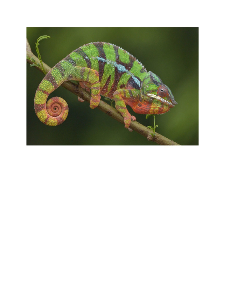 Chameleon | PDF