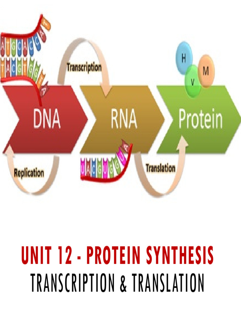Unit 12 Lesson - Protein Synthesis | PDF