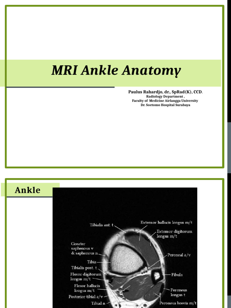 Mri Ankle Anatomy | PDF