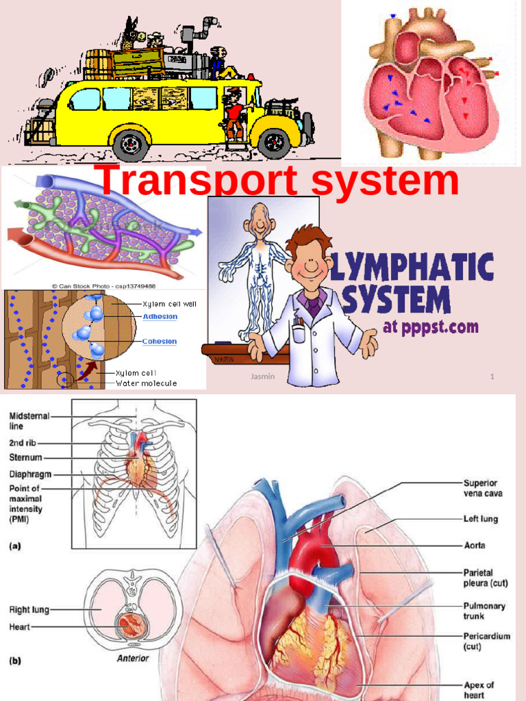 Transport System | PDF
