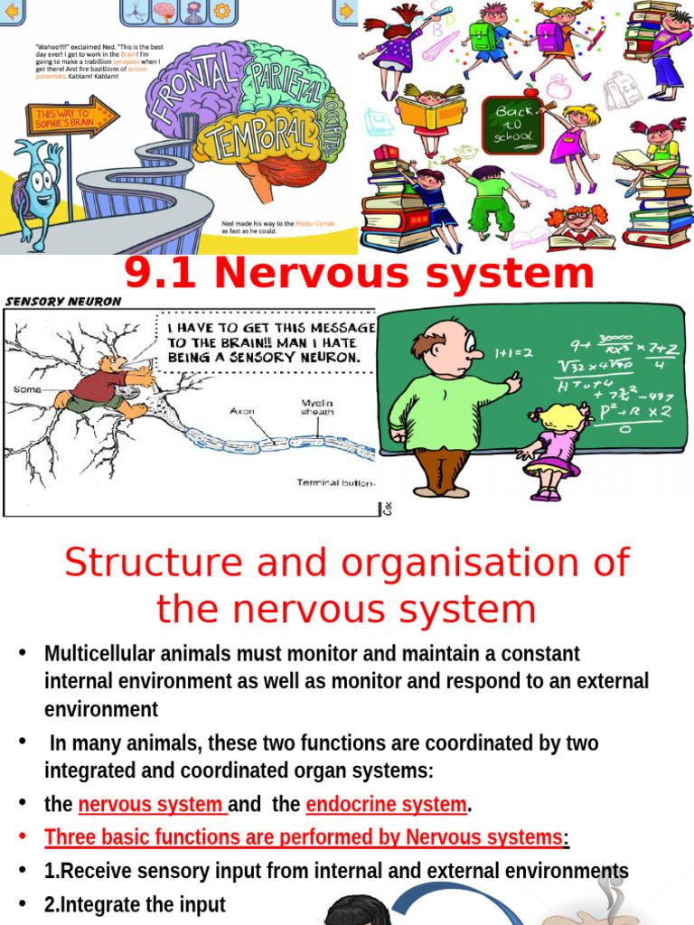 9.1 Nervous System - Edited (Autosaved) | PDF