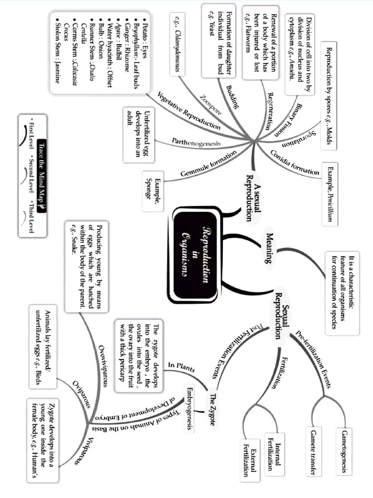 XII Biology Mind Map | PDF | Homo | Recombinant Dna
