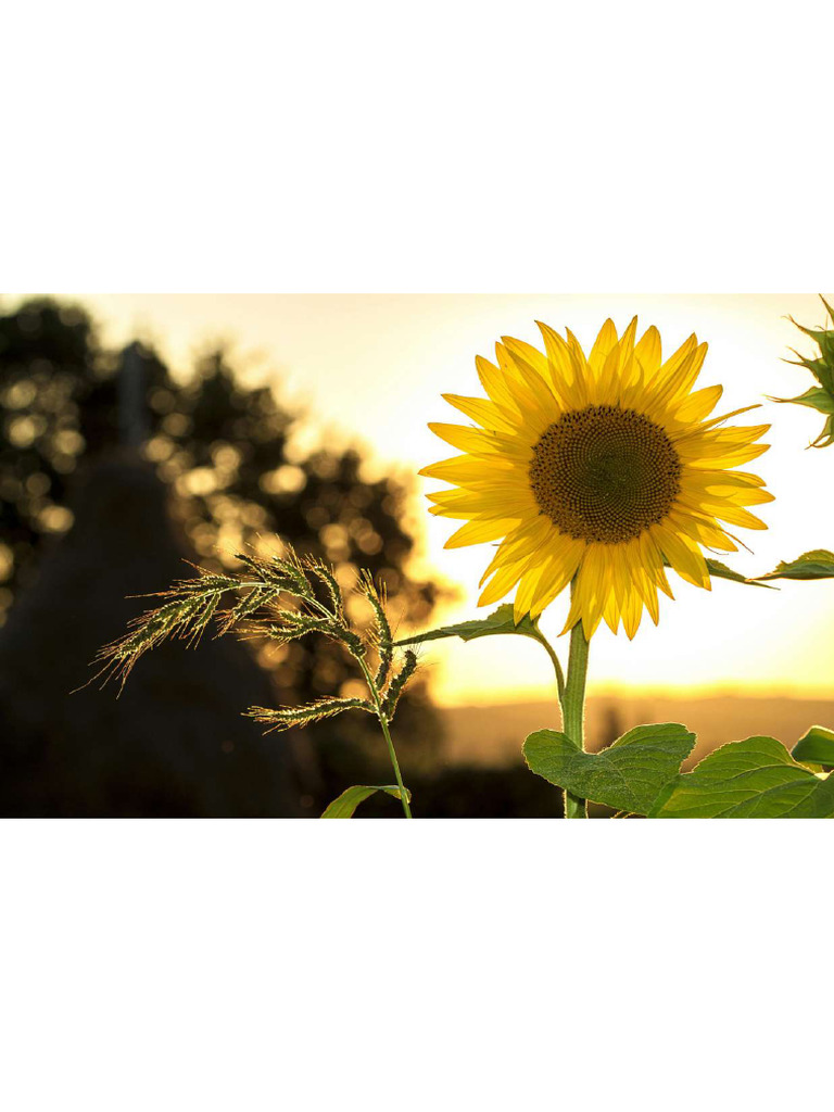 Research On Sunflower | PDF