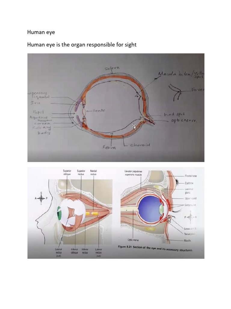 Human Eye | PDF
