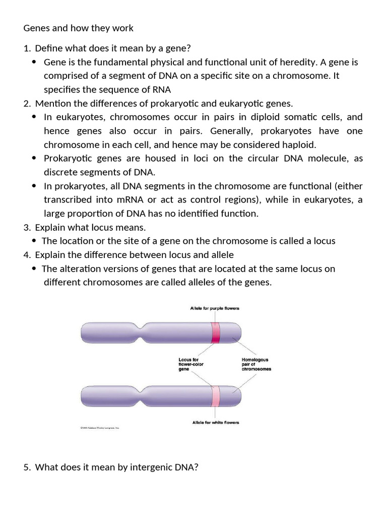Genes and how they work | PDF