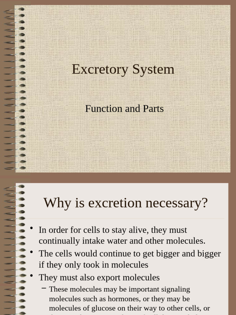 Unit 11-The Excretory System | PDF