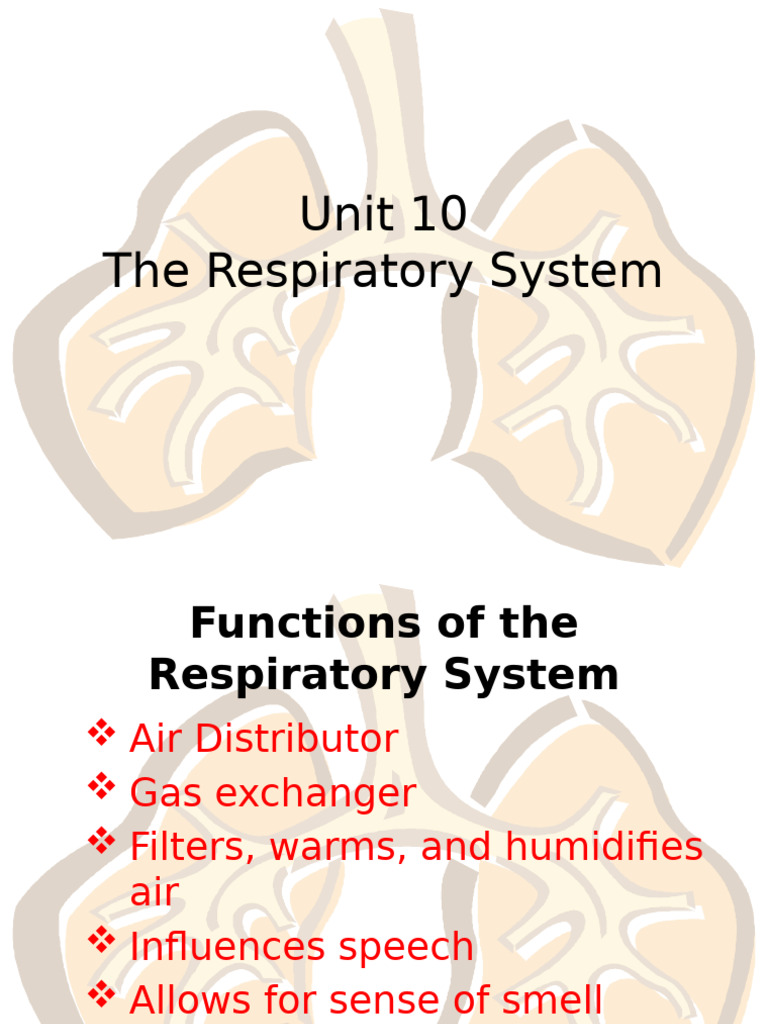 Unit 10-The Respiratory System | PDF