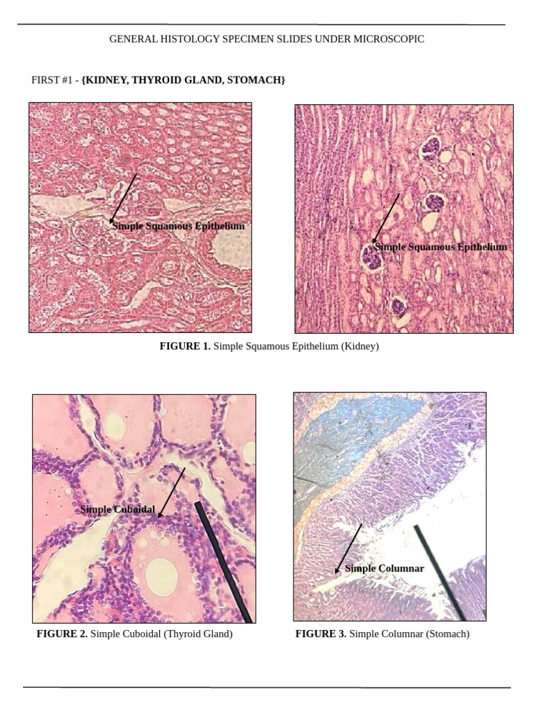 General Histology Specimen Slides Under Microscopic | PDF