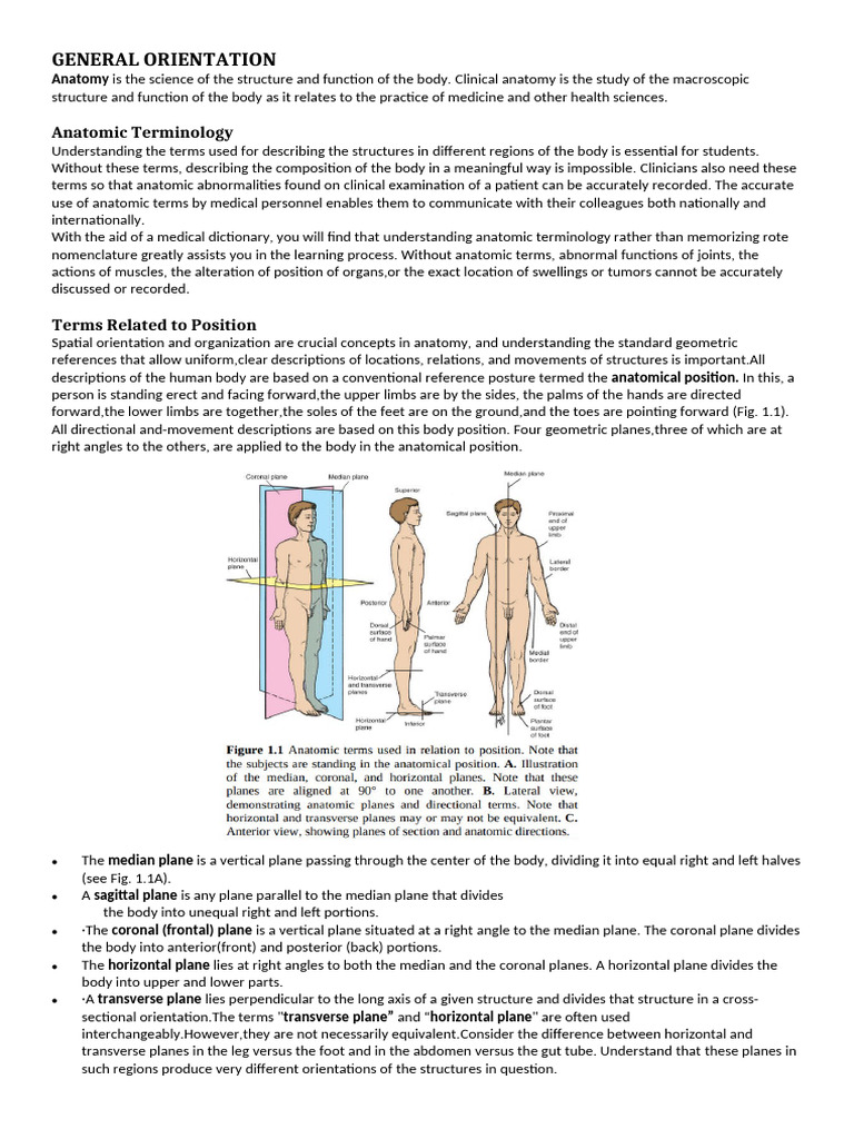 General Anatomy Notes 1 | PDF