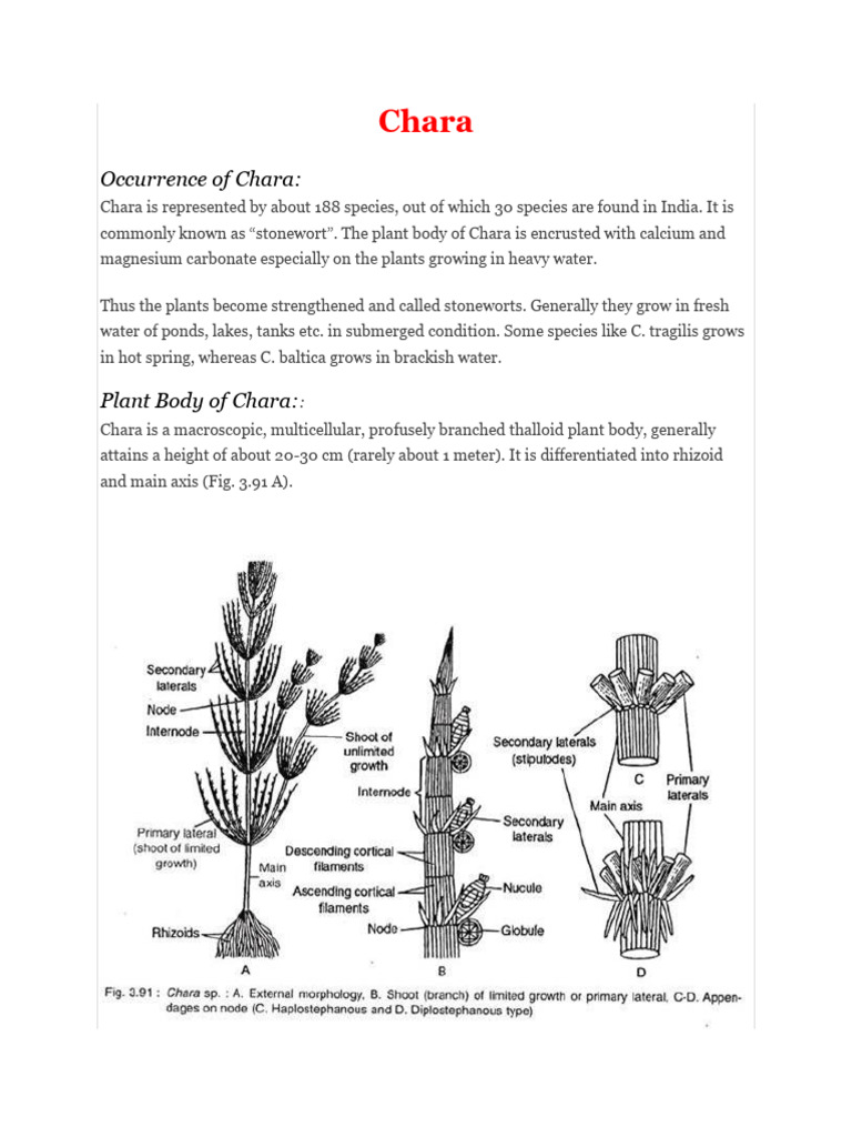 I Am Sharing 'Chara' With You | PDF