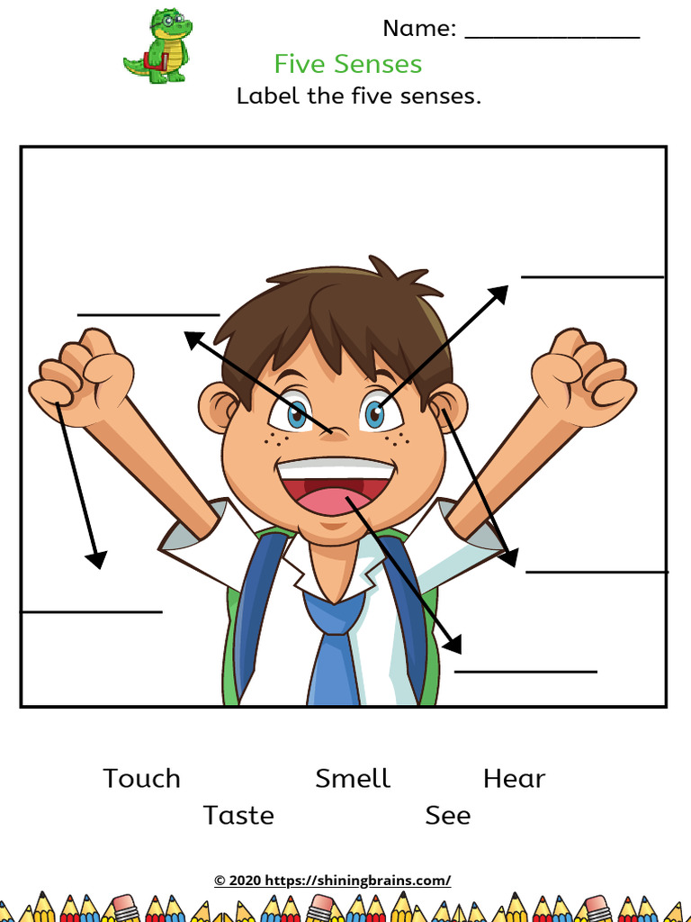 Kindergarten Science Worksheet 5 | PDF