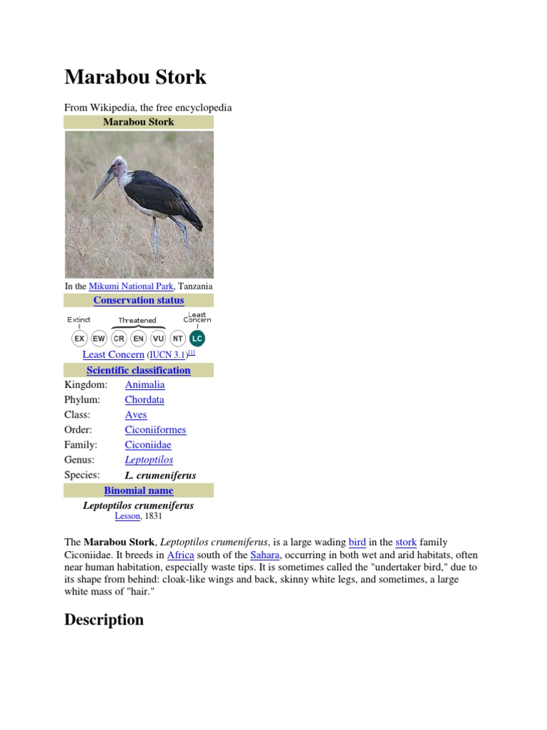 Marabou Stork | PDF | Birds | Tetrapods