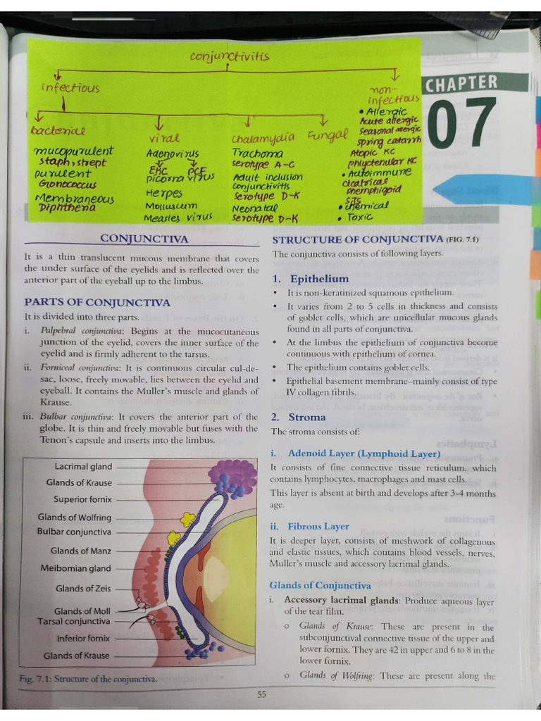 Cornea Conjunctiva Sclera | PDF