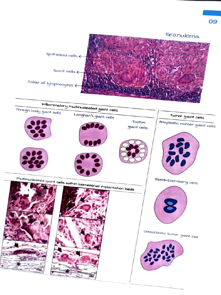 Marrow Ed5 Rev | PDF