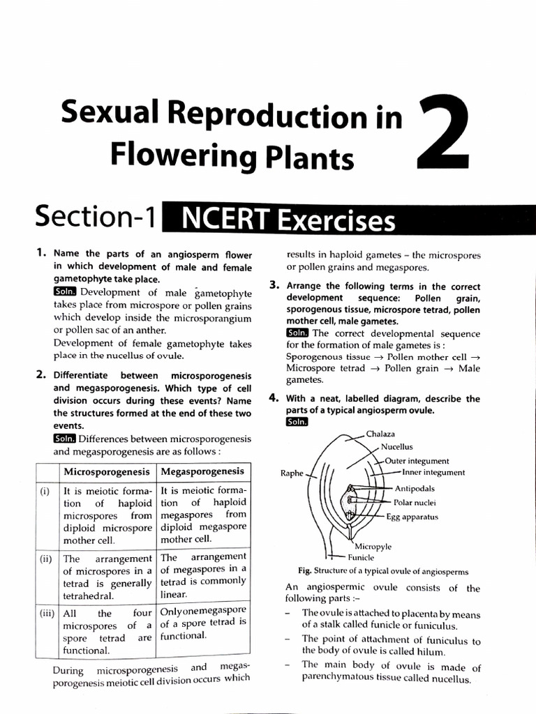 12 CH 2 NCERT+EXMPLR SLN of Sexual Rep in Flowering Plants | PDF