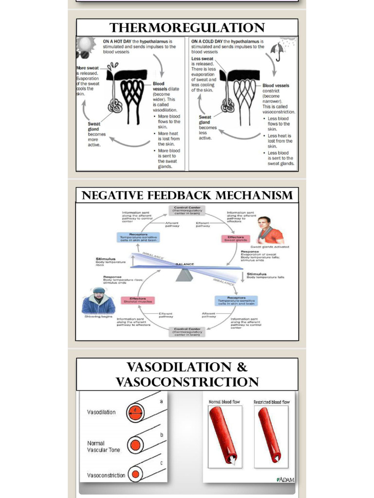 Negative Feedback Mechanism and Thermoregulation | PDF