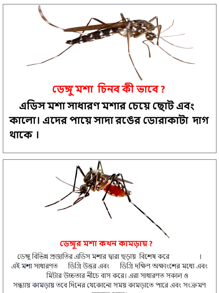 Dengue Mosa | PDF