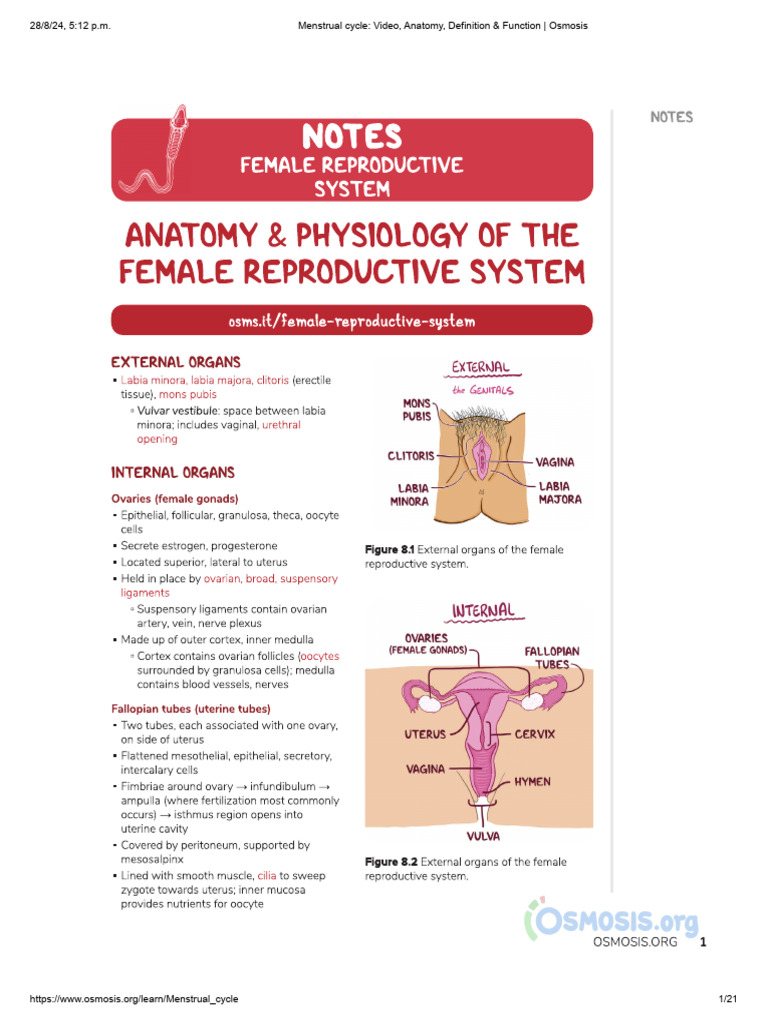 Menstrual Cycle - Video, Anatomy, Definition & Function - Osmosis | PDF