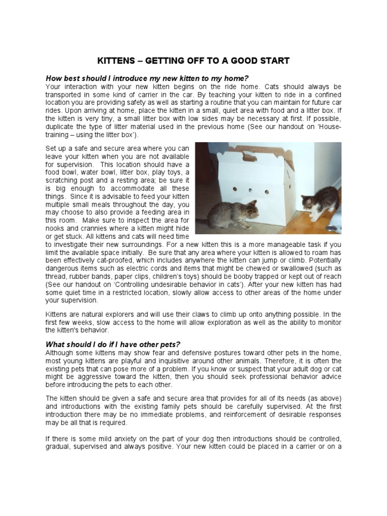 Kitten - Introducing to a New Home | Cats | Kitten