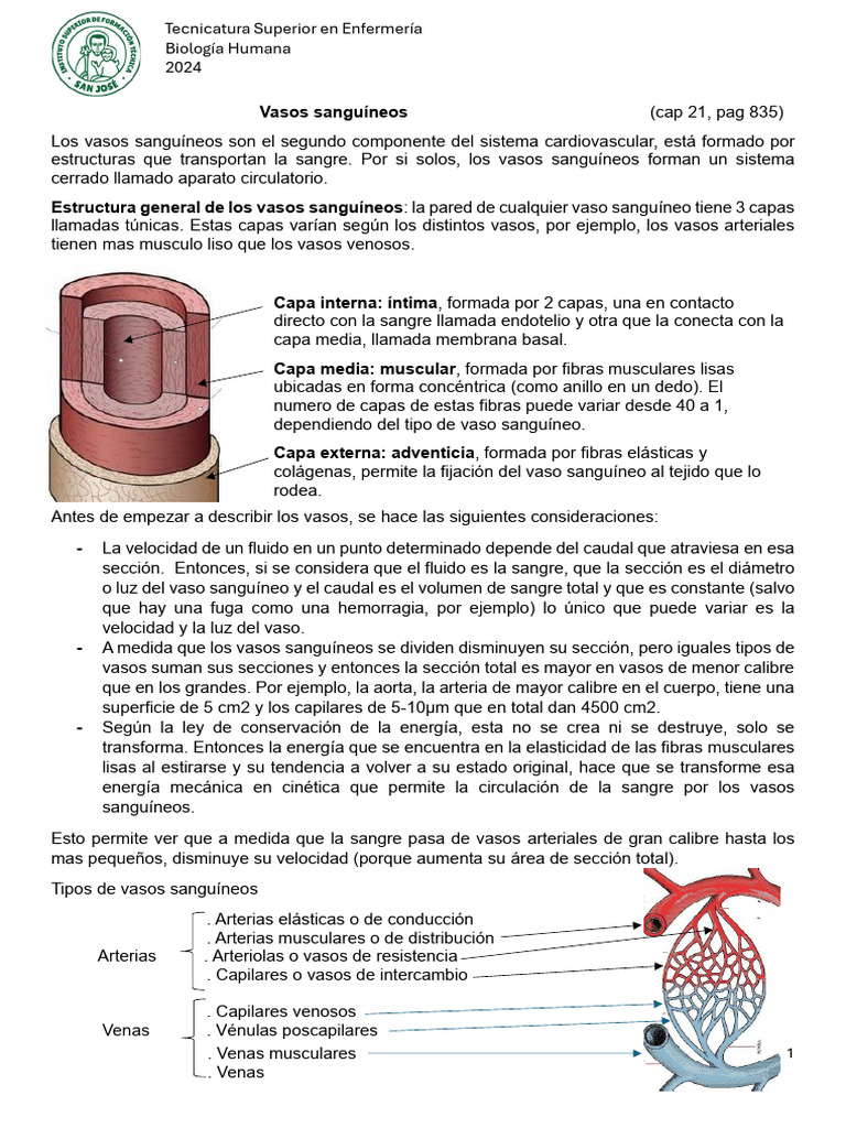 vasos sanguineos-1 | PDF
