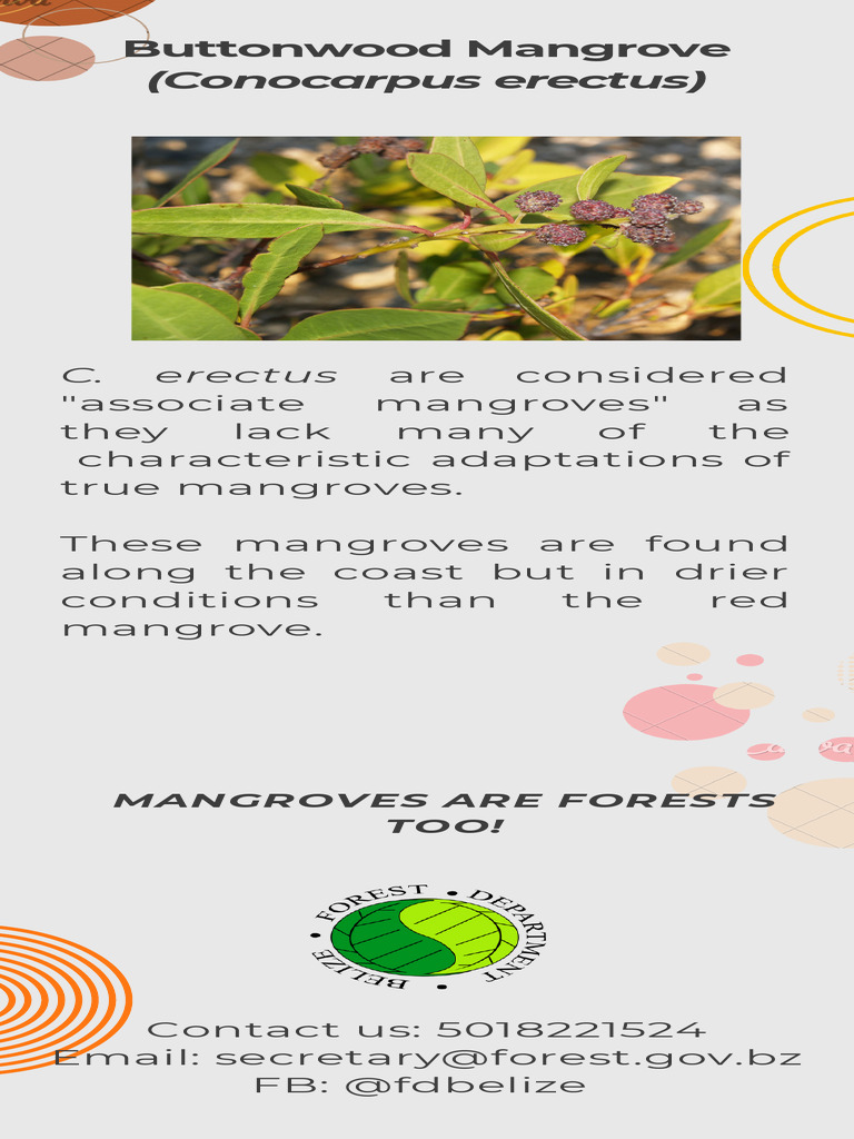 Buttonwood Mangrove ( (Conocarpus Erectus) | PDF