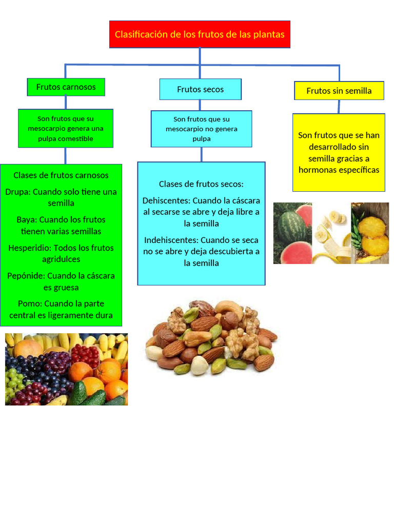 Clasificación de Los Frutos | PDF