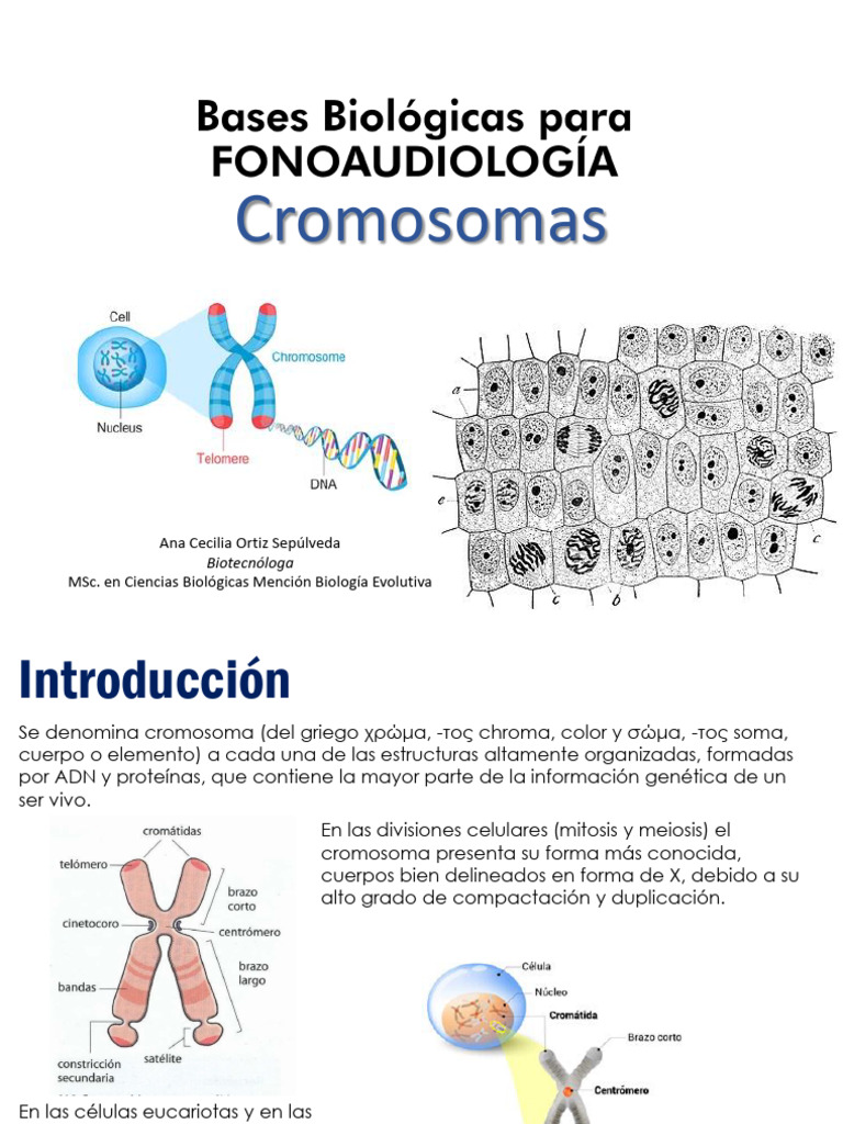 4 Cromosomas y Cariotipo | PDF | Cromosoma | Adn