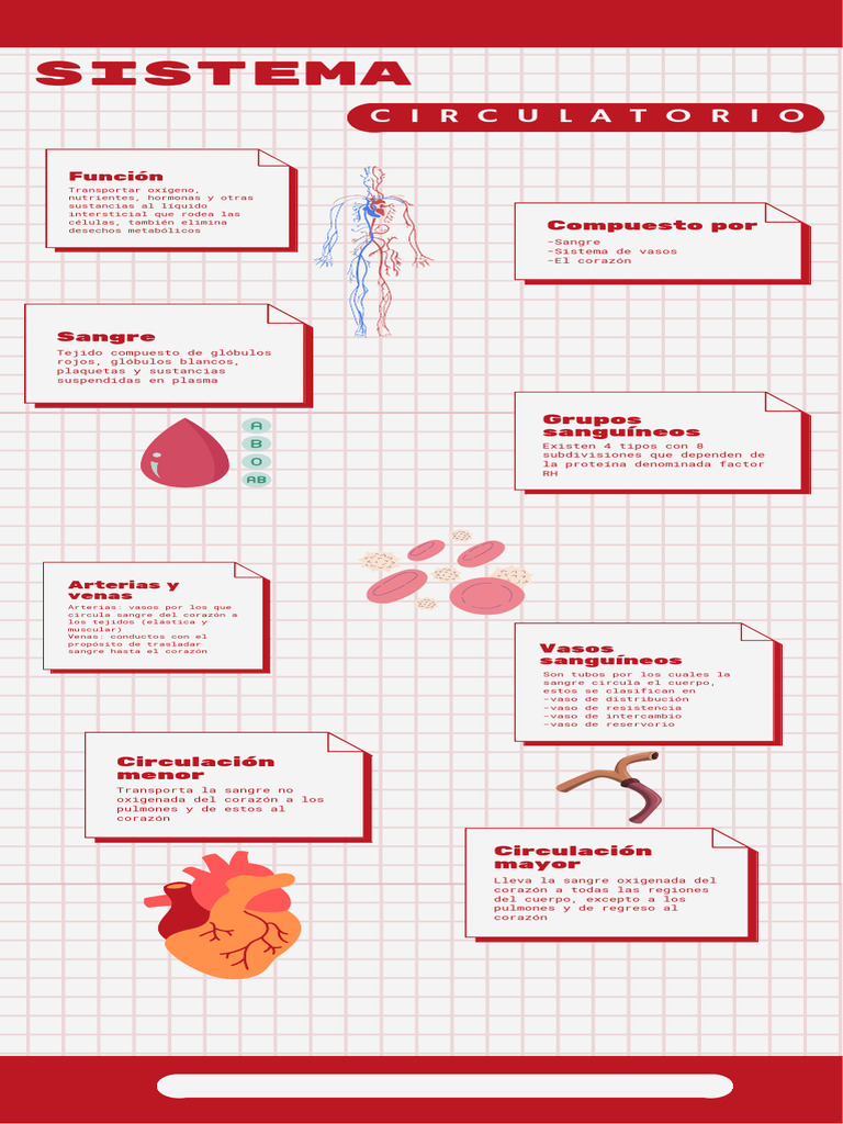 Infografía Sistema Circulatorio Equipo 5 | PDF