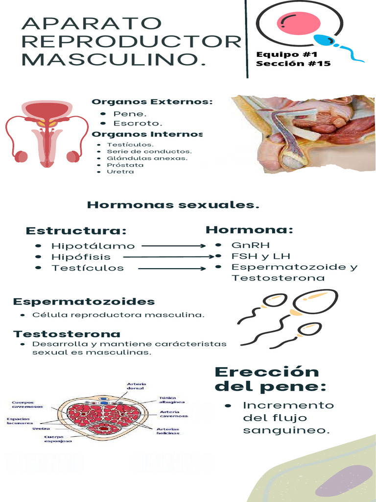 Infografía Aparato Reproductor Masculino | PDF