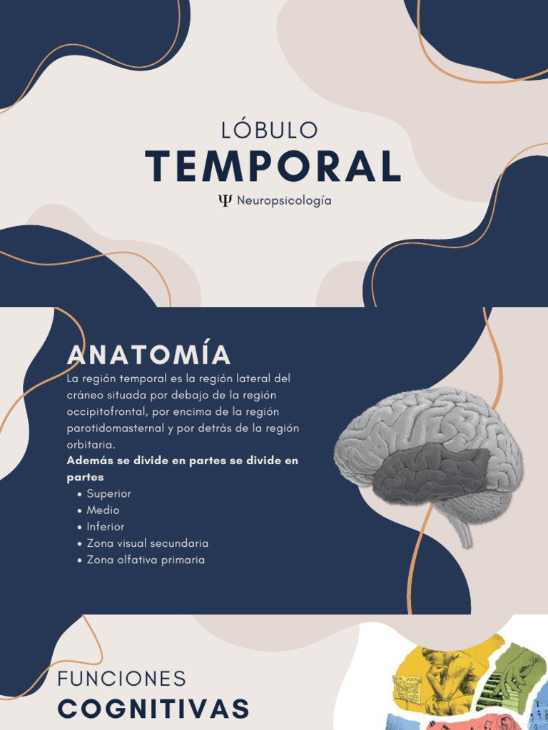 Lobulo Temporal - Neuropsicologia | PDF